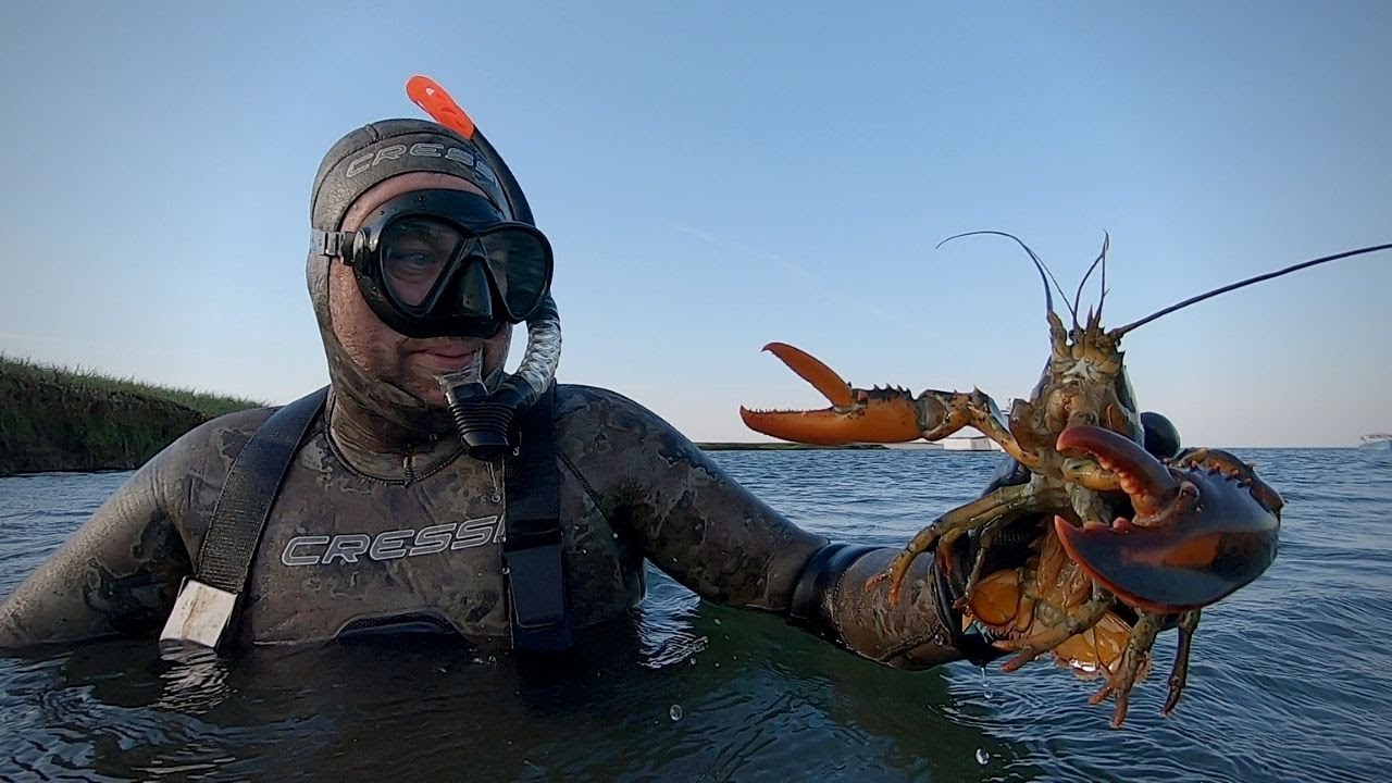 Diving for Maine Lobsters on Cape Cod, MA - YouTube