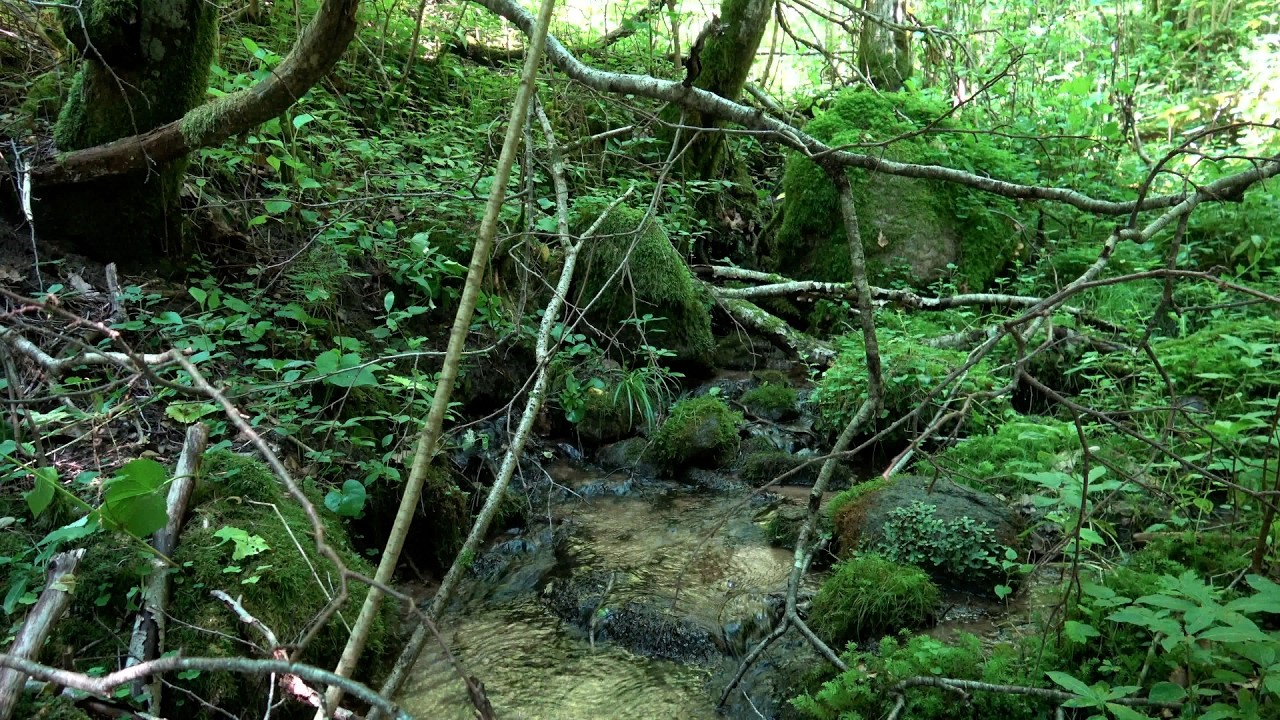 🎧 Rytinės miško maudynės giliuose miškuose (Gamtos akimirka) - YouTube