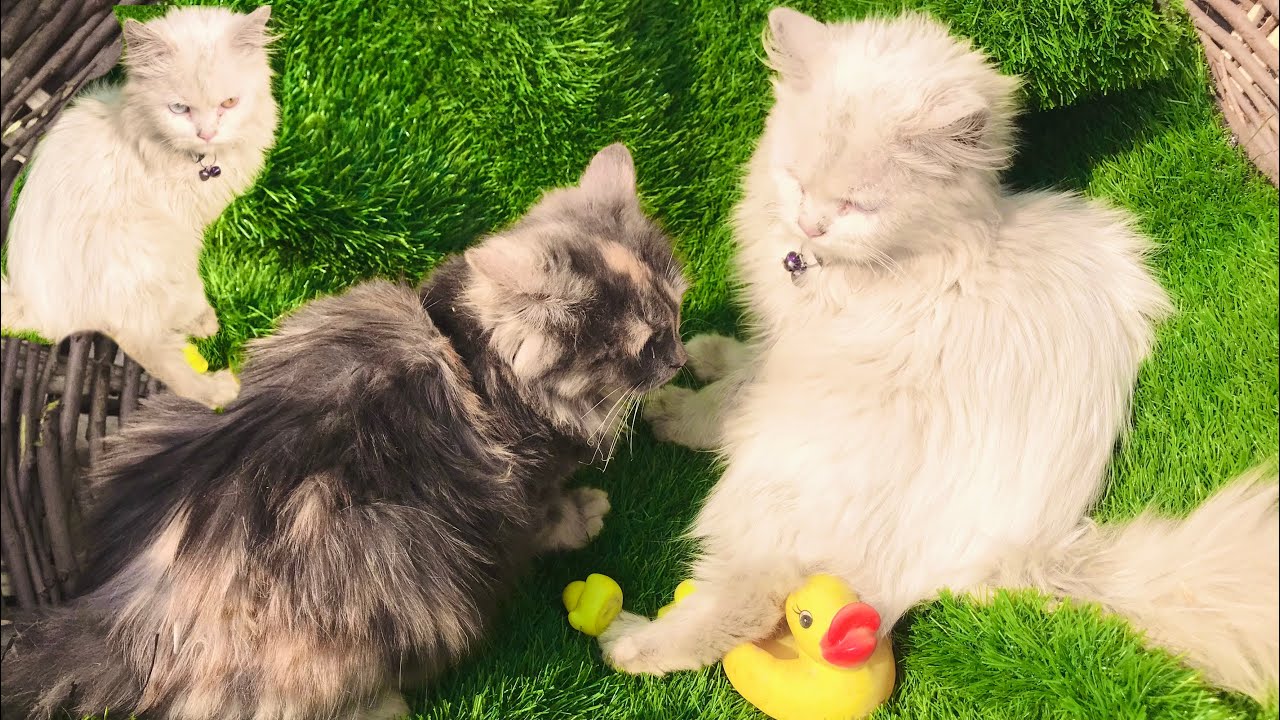 Funny Two kittens playing together | Cute and adorable kittens - YouTube