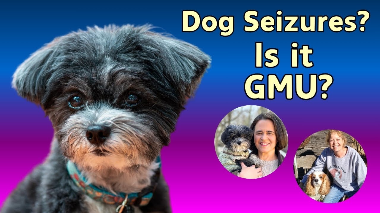 Dog Seizures, Balance Issues & Strange Behavior: Could It Be MUE or GME ...