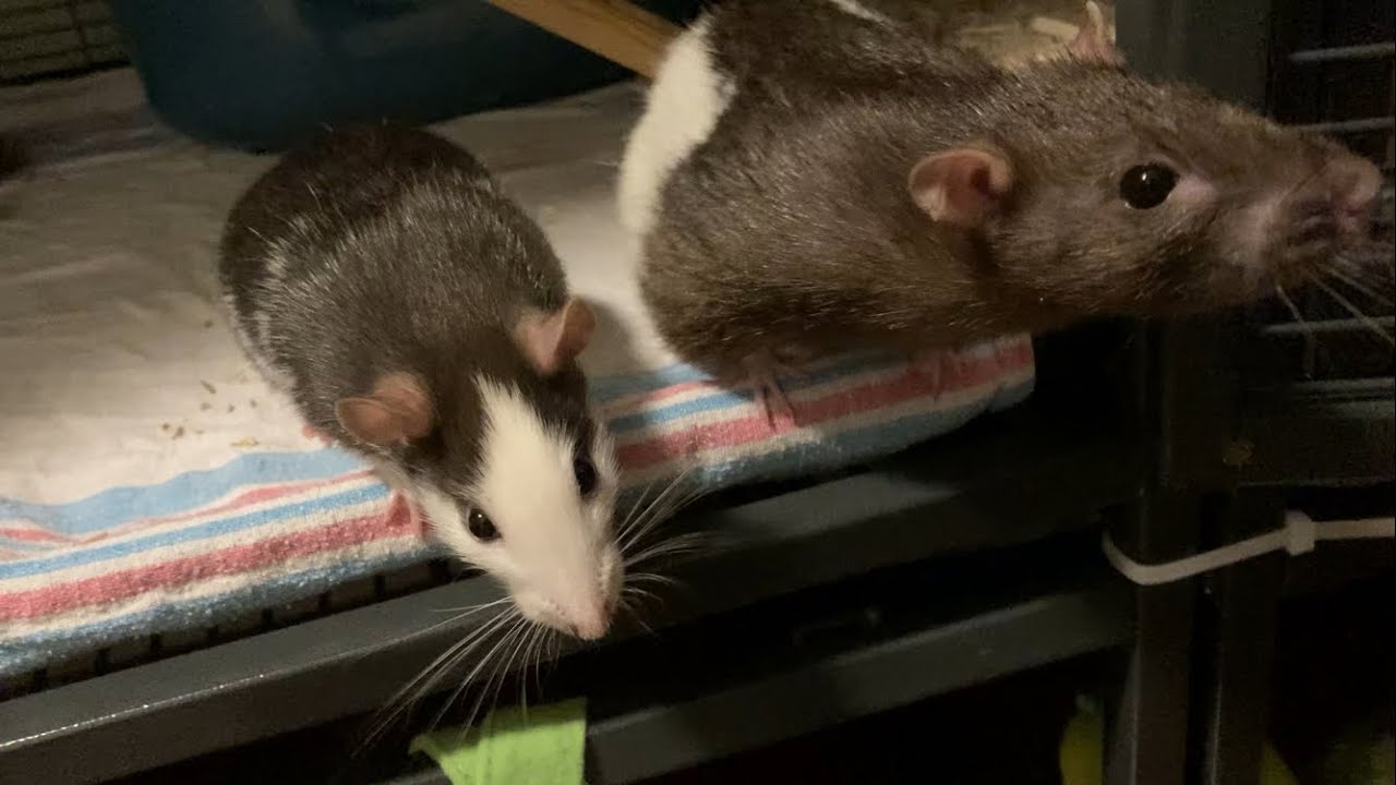 rats being friendly rats - YouTube