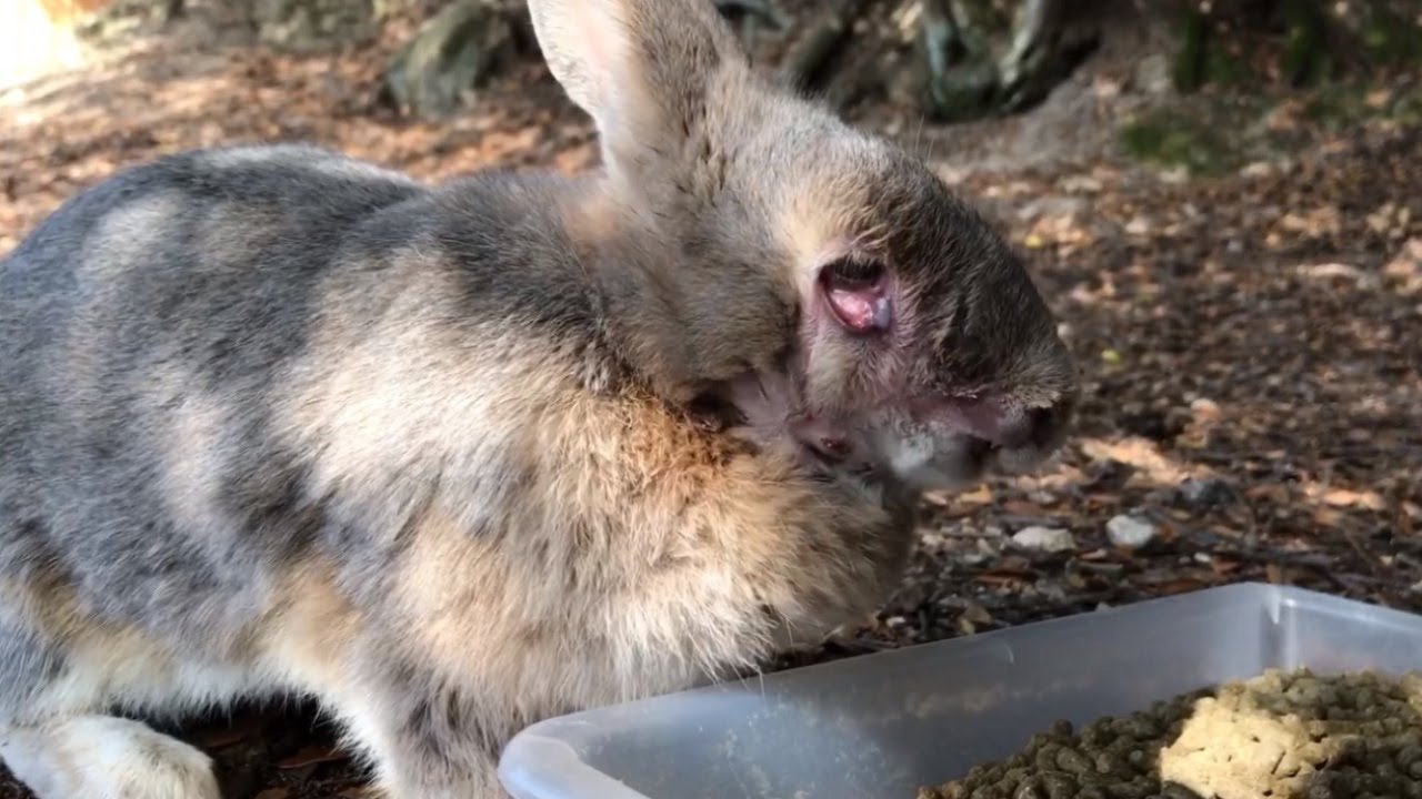 A rabbit with a severe facial wound where the skin is sloughing off ...