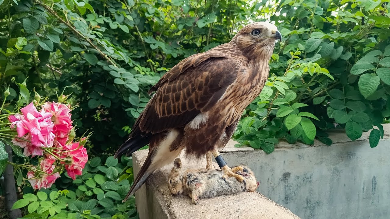 Incredible Hawk Hunt – Wild Predator Captures and Feeds on a Mouse!🦅 ...