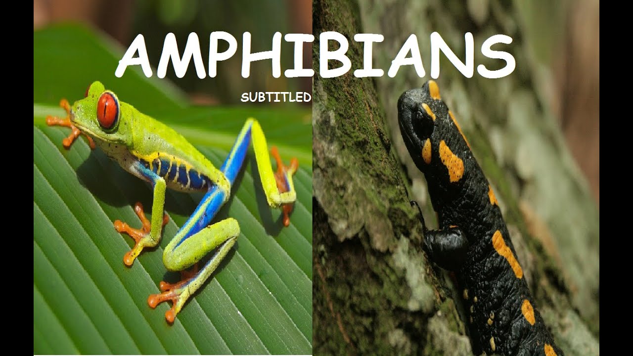 All About Amphibians | What is an Amphibian? | Facts that You Do Not ...