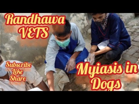 Myiasis in Dogs - YouTube