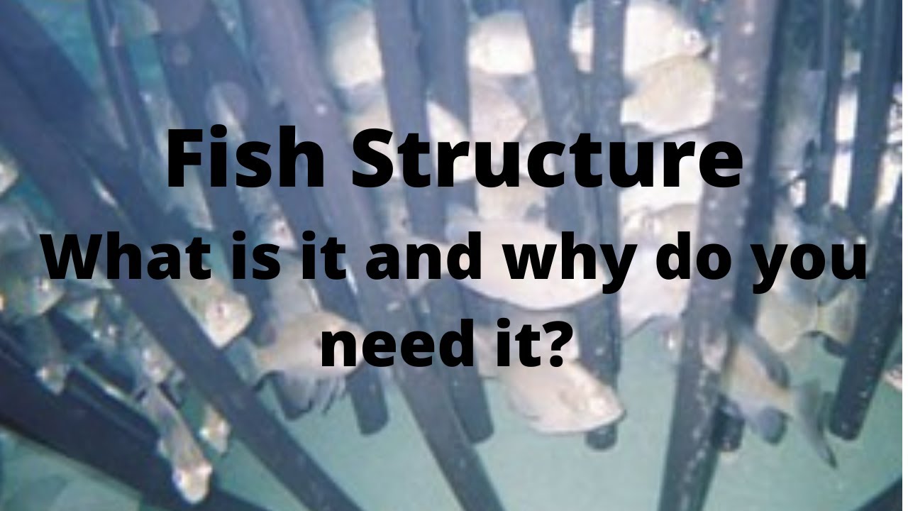 What is Fish Structure and why do you need it? - YouTube