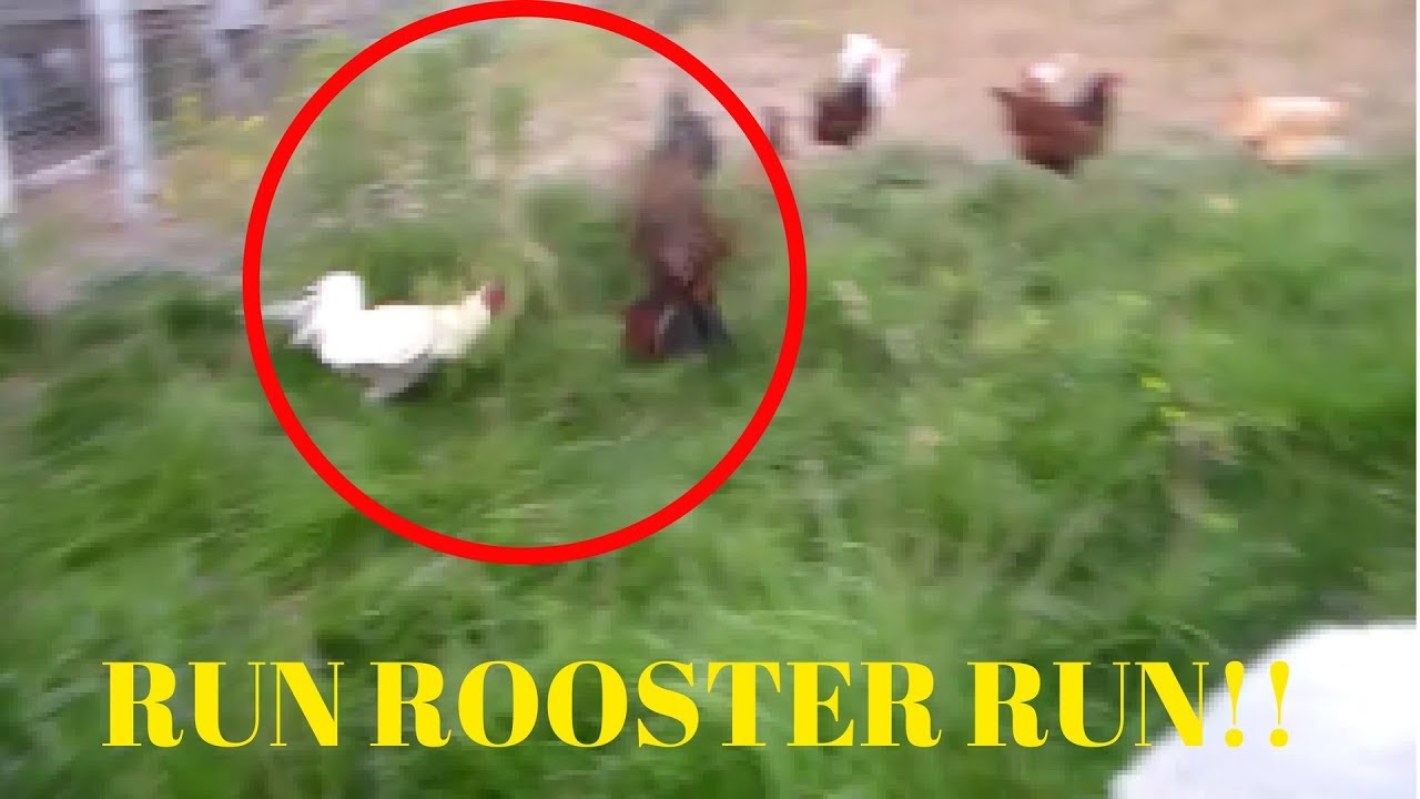 Rooster update Little rooster got ran off! - YouTube