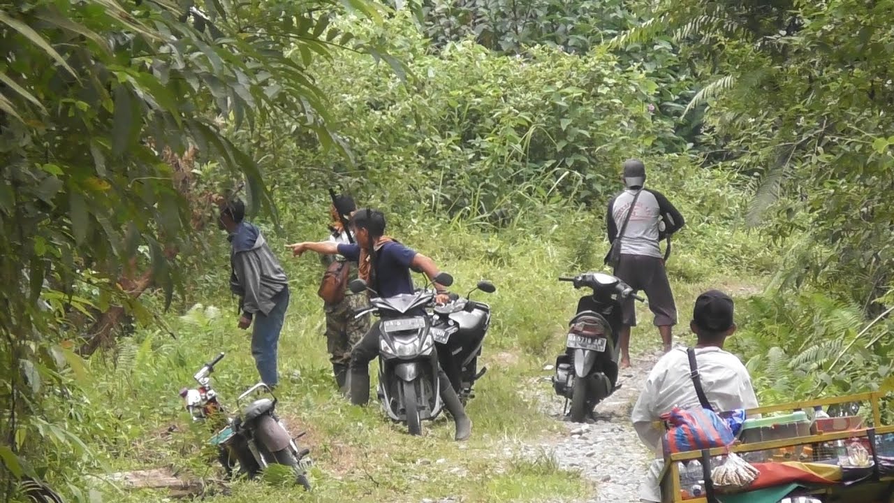 MENGEPUNG BABI HUTAN DI RIMBO KAPUAH PADANG SAGO - YouTube