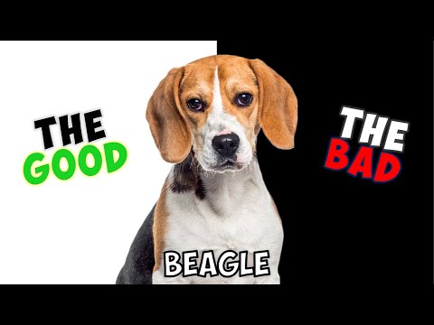BEAGLE - VORTEILE & NACHTEILE