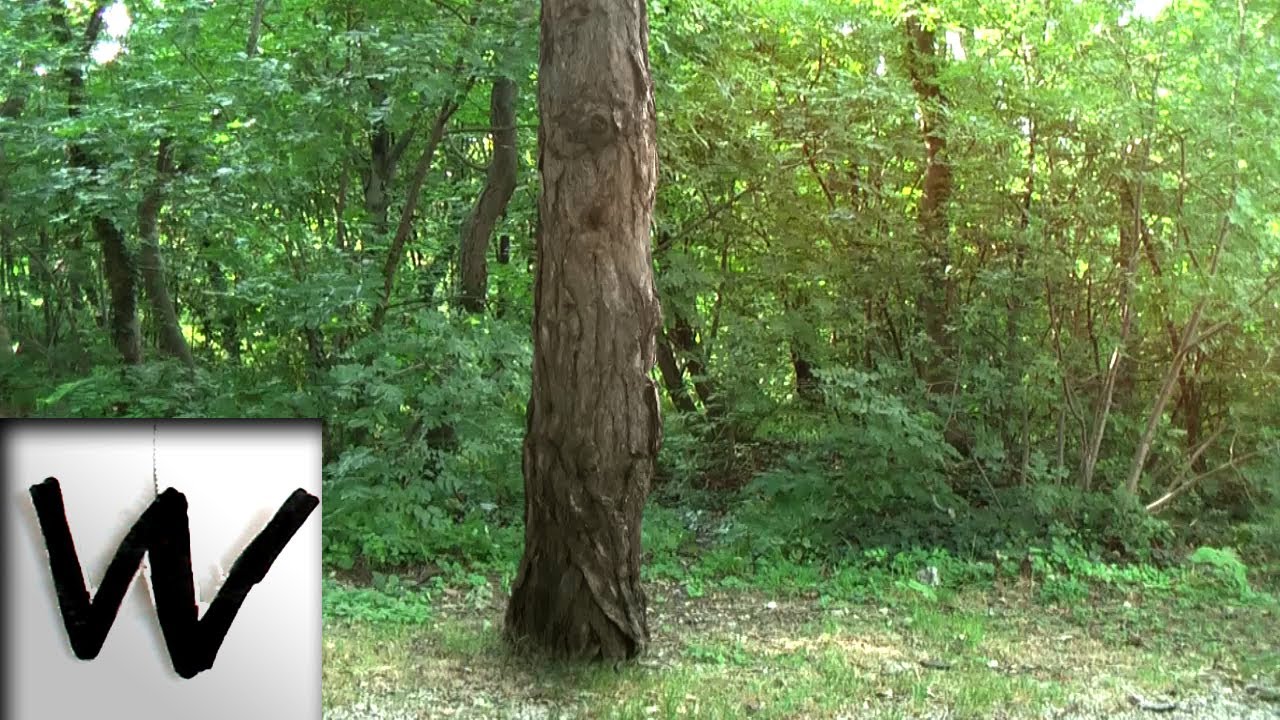 Tree Punching - YouTube