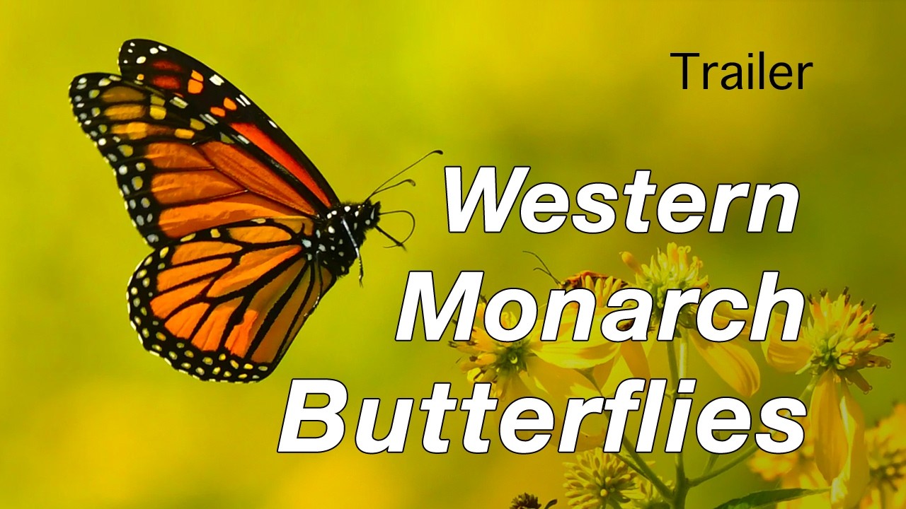 Western Monarch Butterflies - Trailer - YouTube