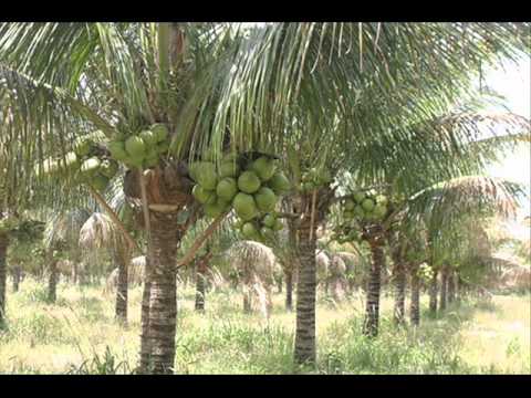 InvesT in Brazil Coconut Plantations - YouTube