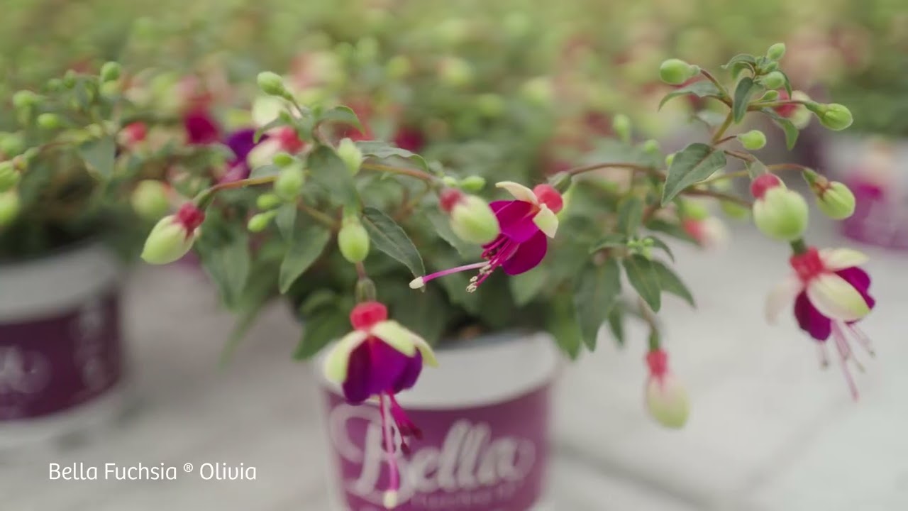 Bella Fuchsia Olivia- Garden Plants with Flowers all Summer long! - YouTube