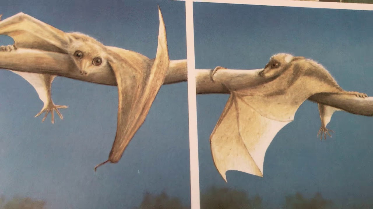 Stelaluna Read Aloud en Español for my students by Janell Cannon - YouTube