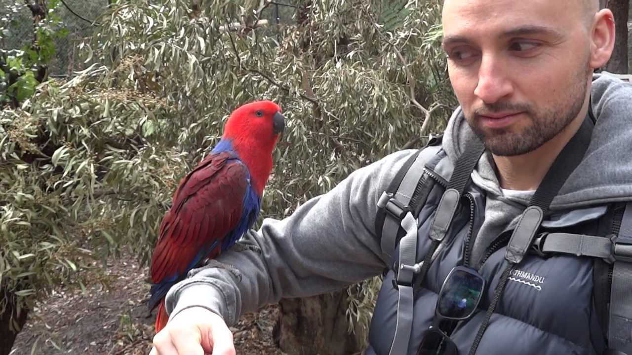 Healsville Sanctuary - Matt & Parrot - YouTube