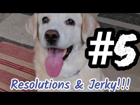 Dog's New Year Countdown 1 Day Left! #newyear #dog #funny - YouTube