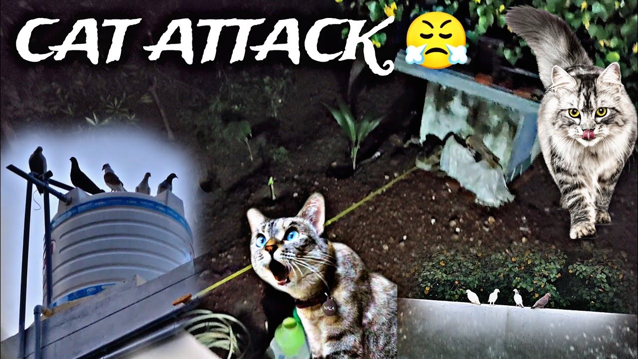 Cat Problem 😭|| 6 Pigeon Flyed 😪😒||புனை😺 புறாவ கலசிடுசு 😤 #trending - YouTube