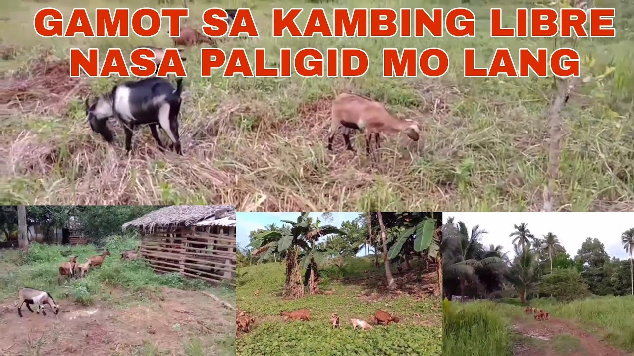 Goat Farming | Organic Farming | Organic Pampurga at Gamot sa Pagtatae ...