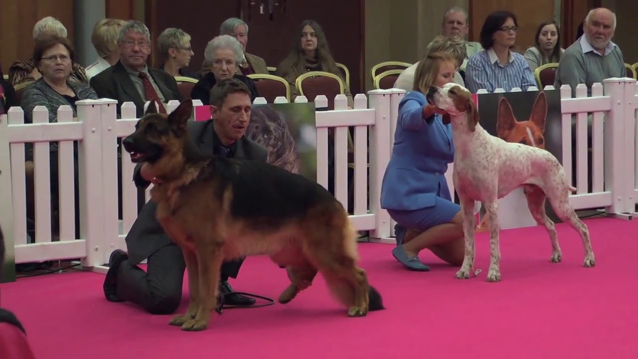 Highlights of Champion and Puppy Stakes Finals 2011 - YouTube