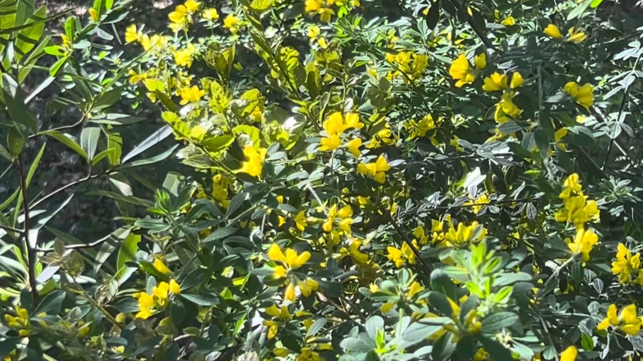 Fire Hazardous French Broom Removal - YouTube