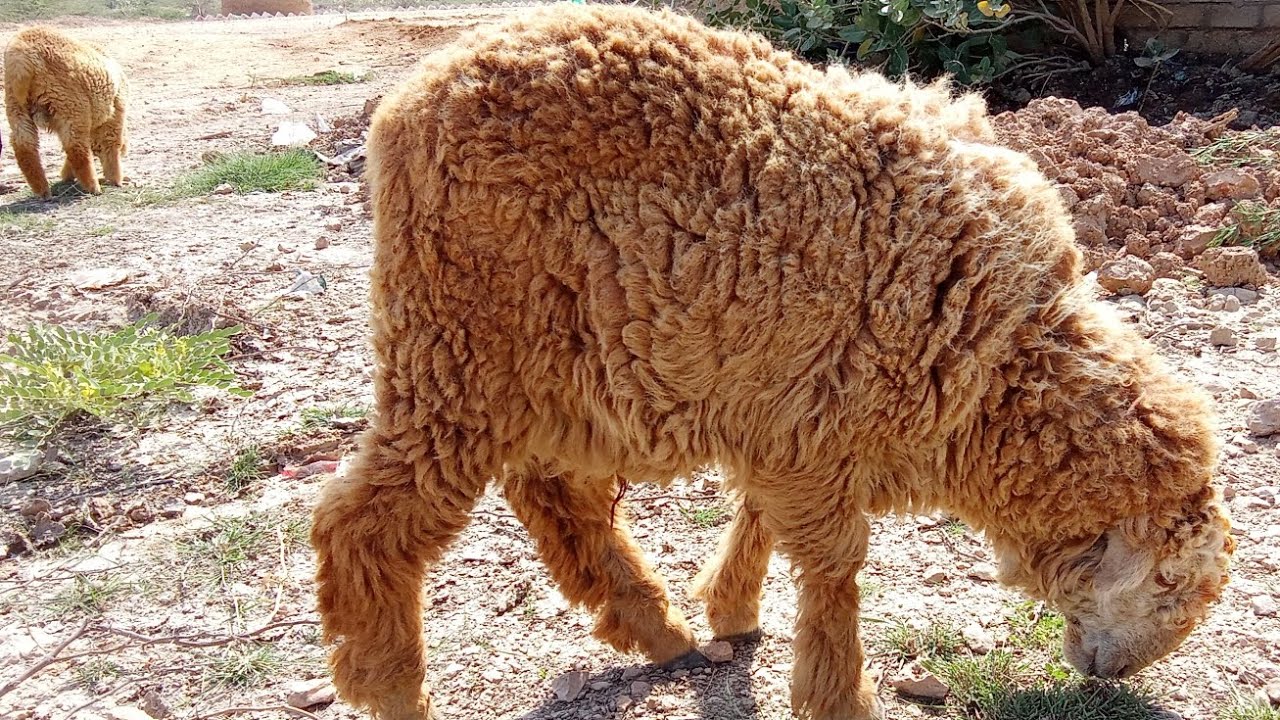 Beautiful amazing sheep /Lamb /Shaun the sheep - YouTube