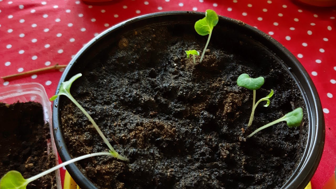 Marvel of Peru (Mirabilis jalapa) seeds Germinated - YouTube