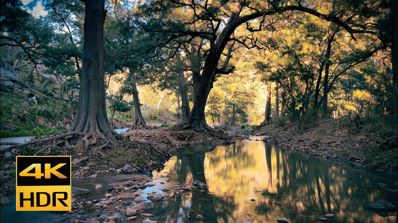 Morning reflections on an Australian river | 4K 60fps HDR binaural ...
