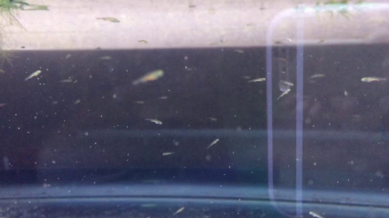 Ryukin fry update video - YouTube