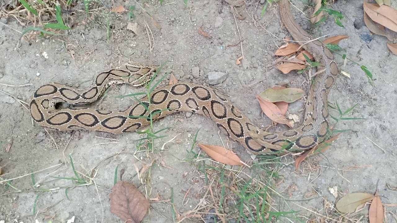 Chandra Bora snake April 18, 2020 - YouTube