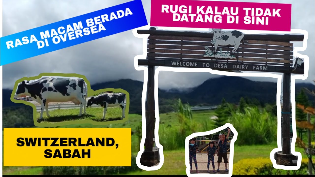 Family Trip To Kundasang, Ranau #Part 3 Desa Dairy Farm macam berada di ...