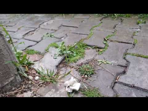 Mıâvv  miyav video  yu izleyecek sıhhatli güzel seyirler