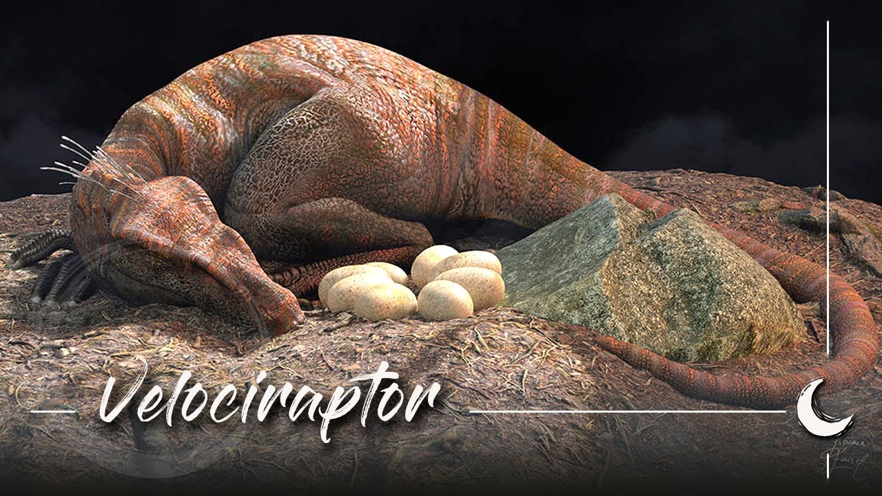 3D Creature Turntable ☆ Raptor Sleeping - YouTube