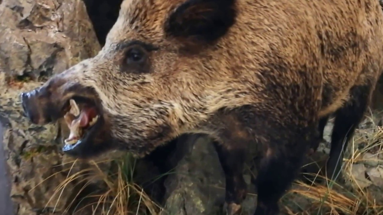 MUSEO DE LA FAUNA SALVAJE - YouTube