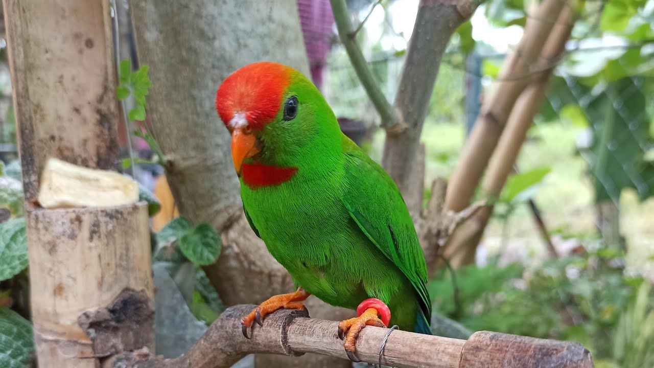 LALAKI KULASISI | nilabas kuna sa kulongan 🥰 #buhayprobinsya #kulasisi ...