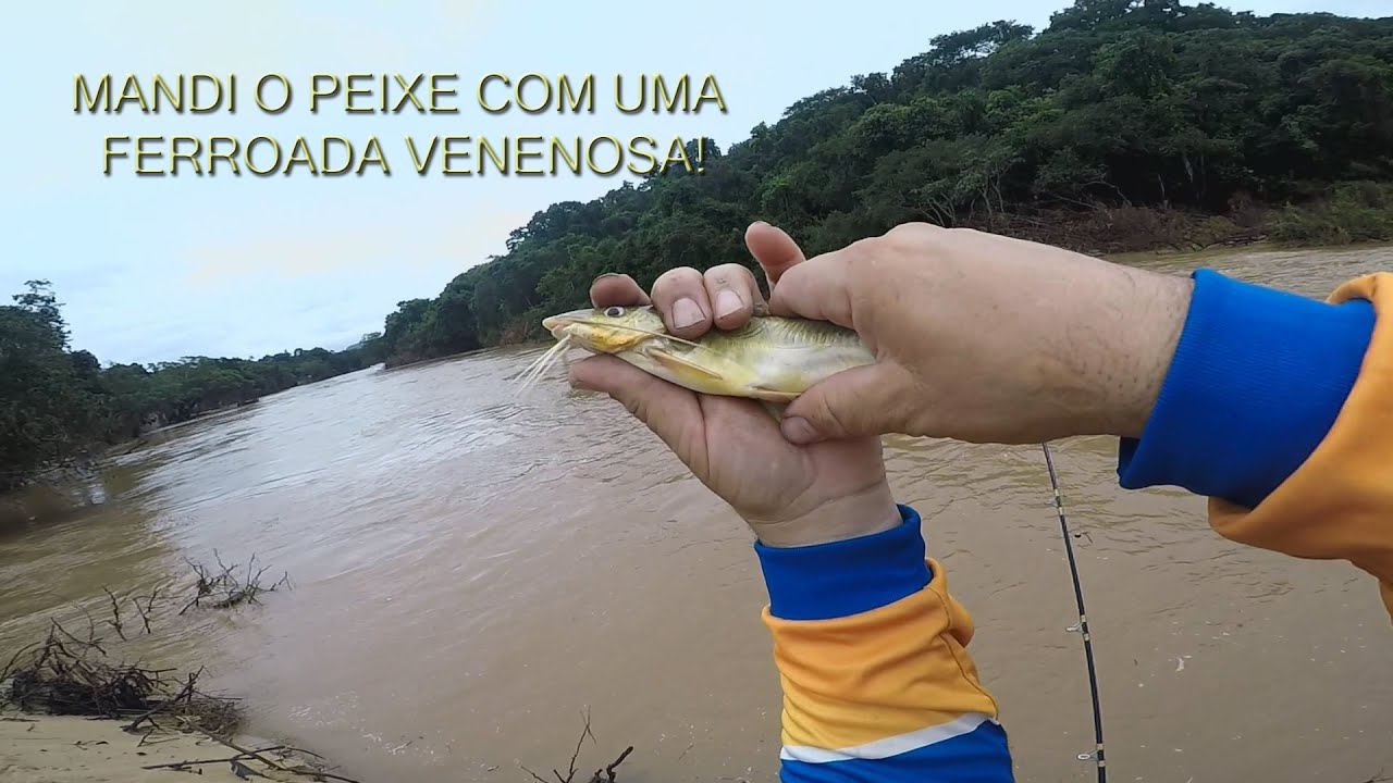 PESCA DE MANDI O PEIXE COM UMA FERROADA DOLOROSA! - YouTube