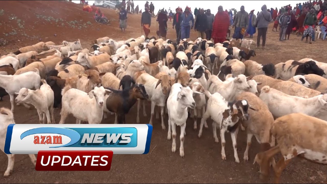 Wafugaji waliopigiwa mnada mifugo yao, wasaidiwa mifugo mingine - YouTube