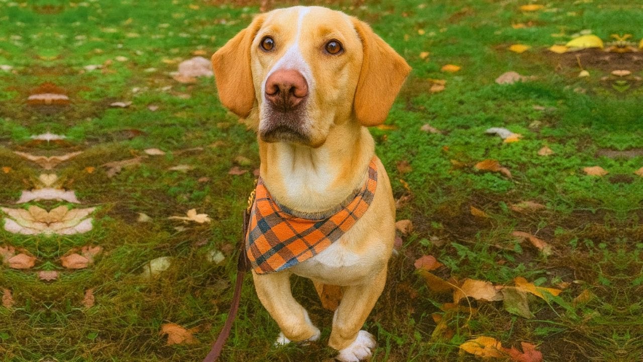 Dwarf Lab Surprises Everyone With His Tiny Legs and BIG Personality ...