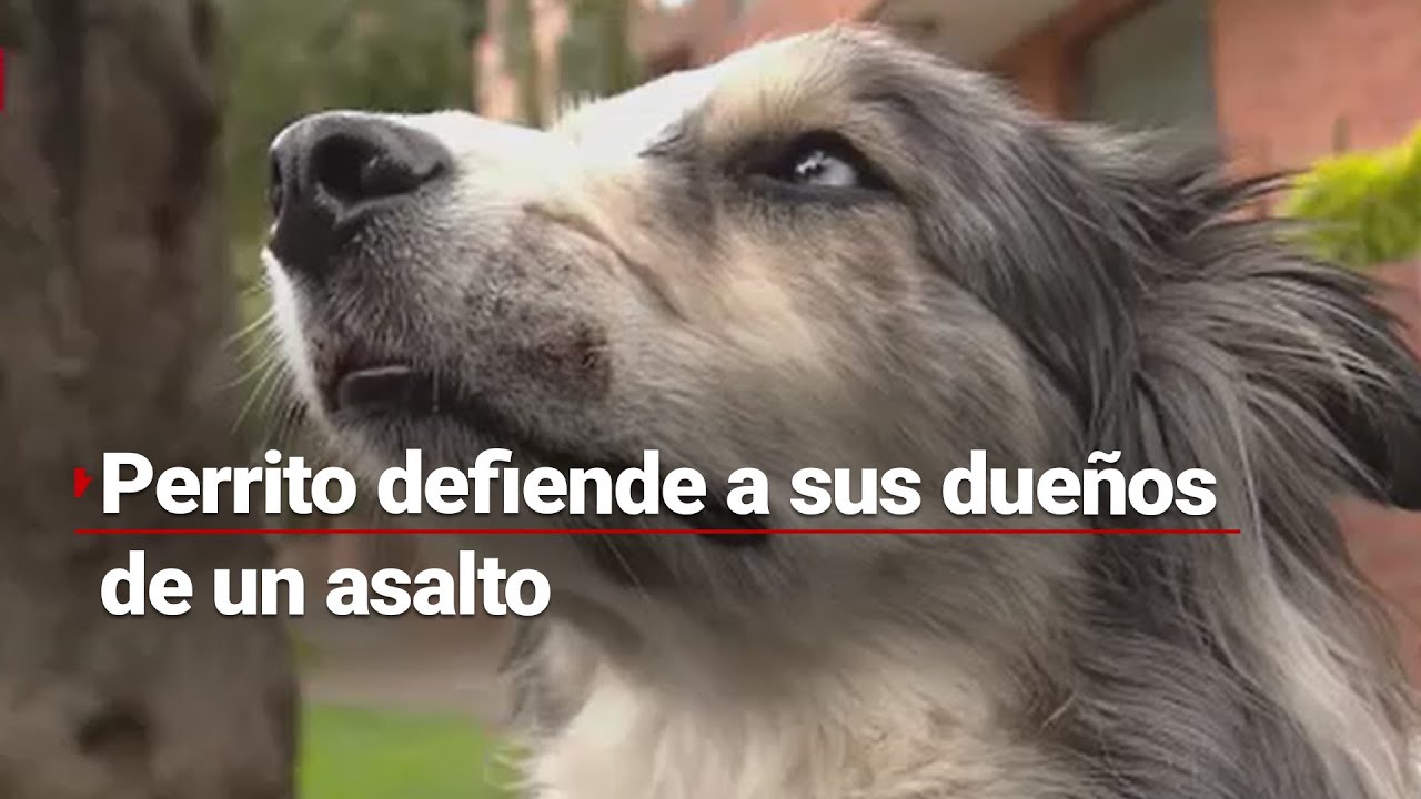 ¡UN VERDADERO VALIENTE! Perrito impide que asalten a sus amos - YouTube