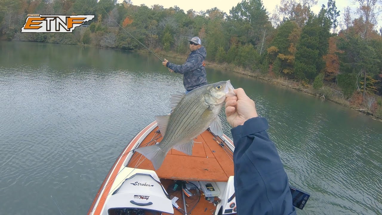 EastTNFishing: A little White Bass Fun!!! - YouTube