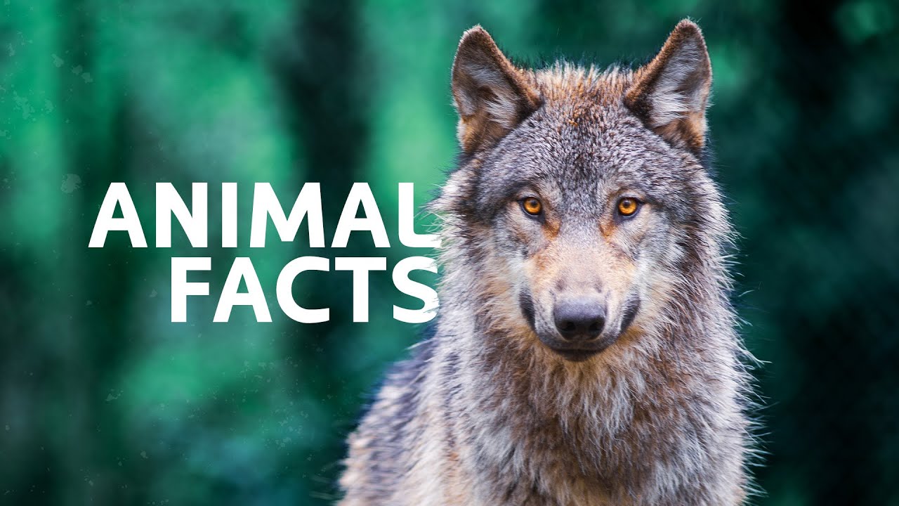 2 Hours Of Fascinating Animal Facts That Will Surprise You | Animal ...