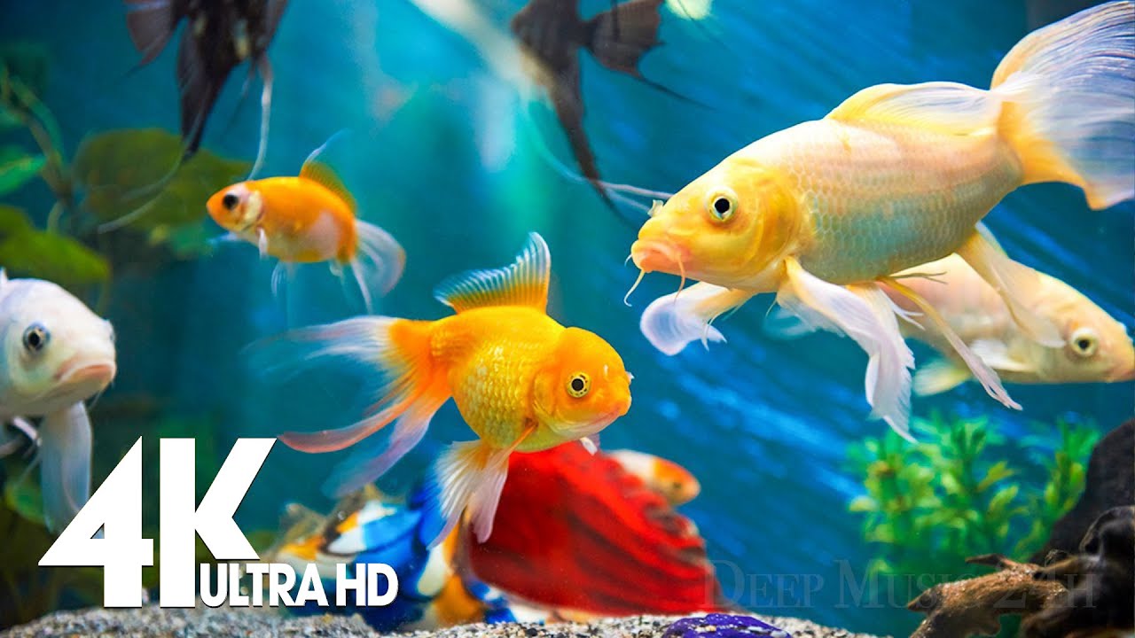 Aquarium 4K VIDEO (ULTRA HD) 🐠 Amazing Beautiful Coral Reef Fish ...
