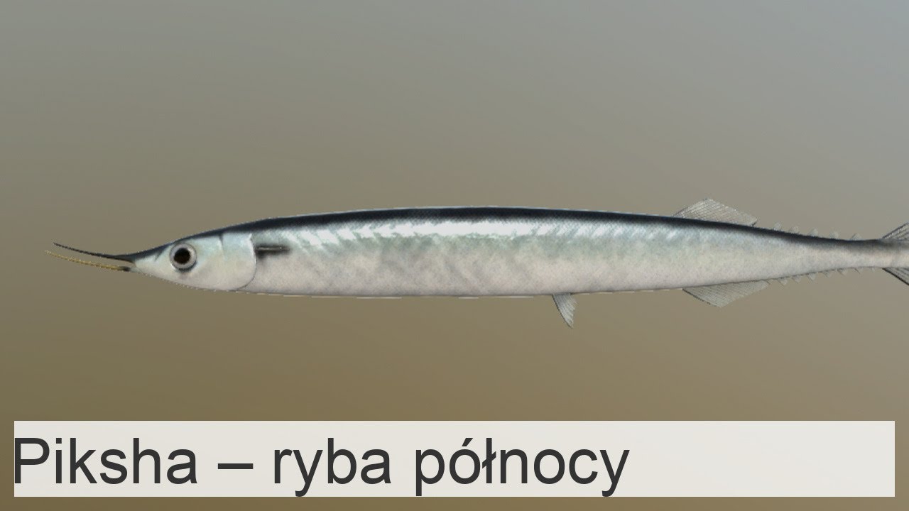 Piksha to ryba, która preferuje morza północne - YouTube