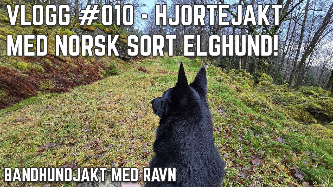 VLOGG 010 - HJORTEJAKT MED SORT ELGHUND DEL 1 - Første hjort med Ravn ...