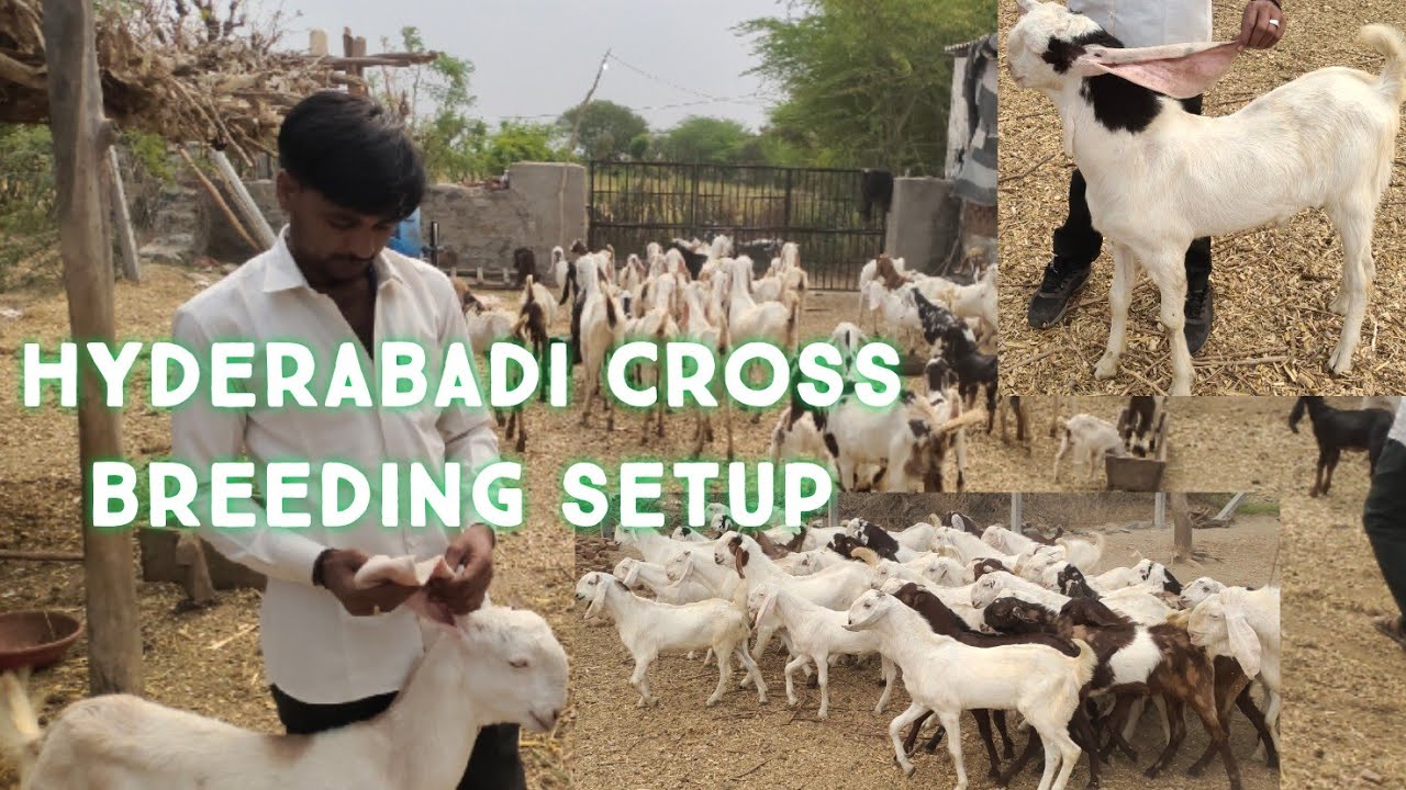 Alisha goat farm rajasthan bhiwara | Sojat hyderabadi cross bakre in ...