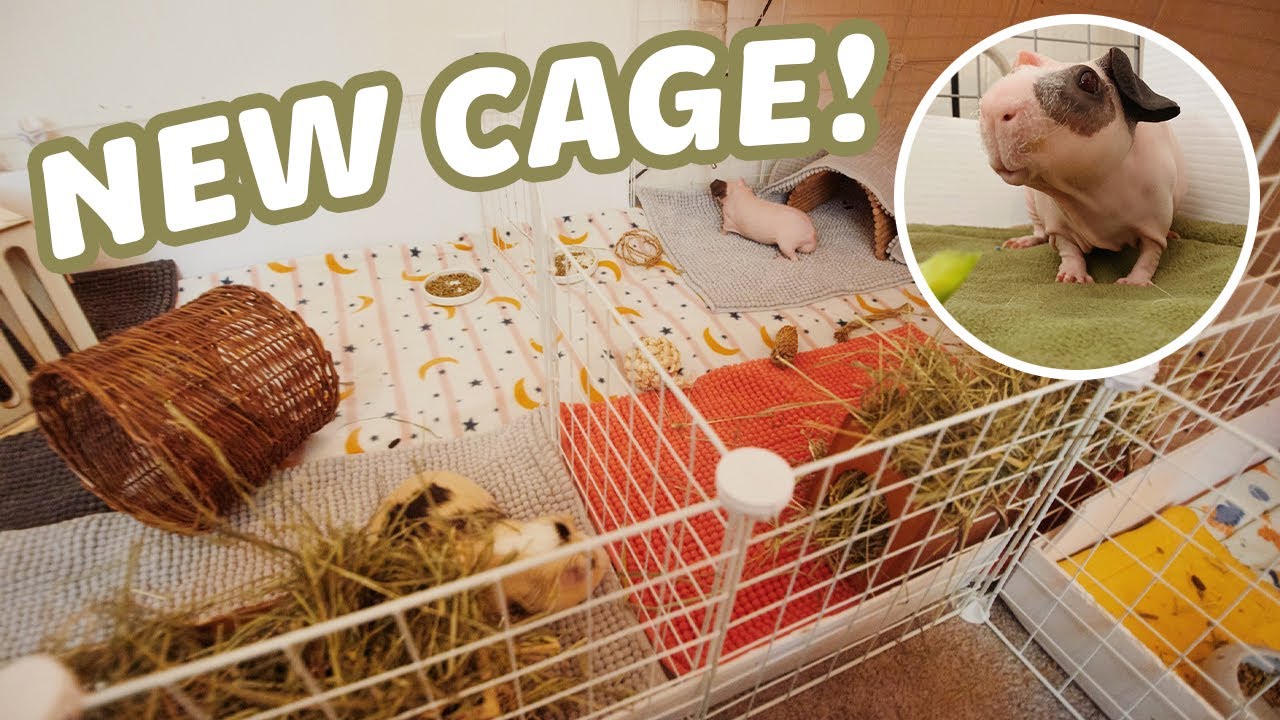 BUILDING A NEW GUINEA PIG CAGE C C CAGE BUILD YouTube