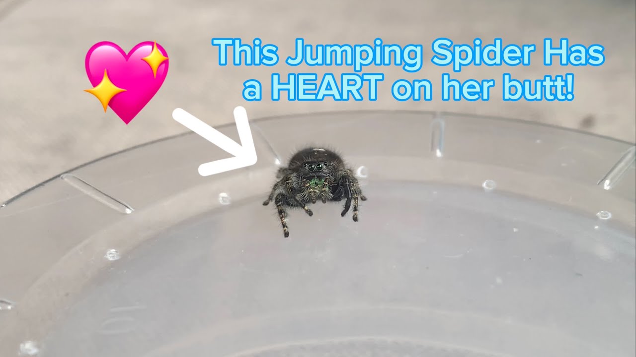 Adorable Bold Jumping Spider has a HEART on her abdomen! - YouTube