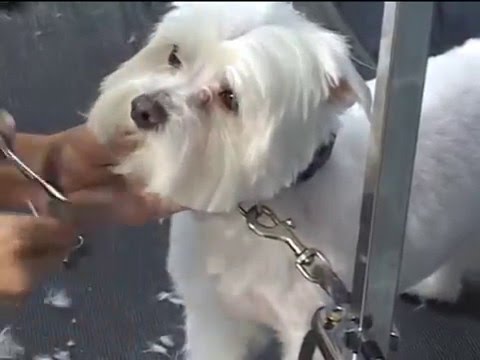 How to Groom a Maltese Video at youtube.com - YouTube