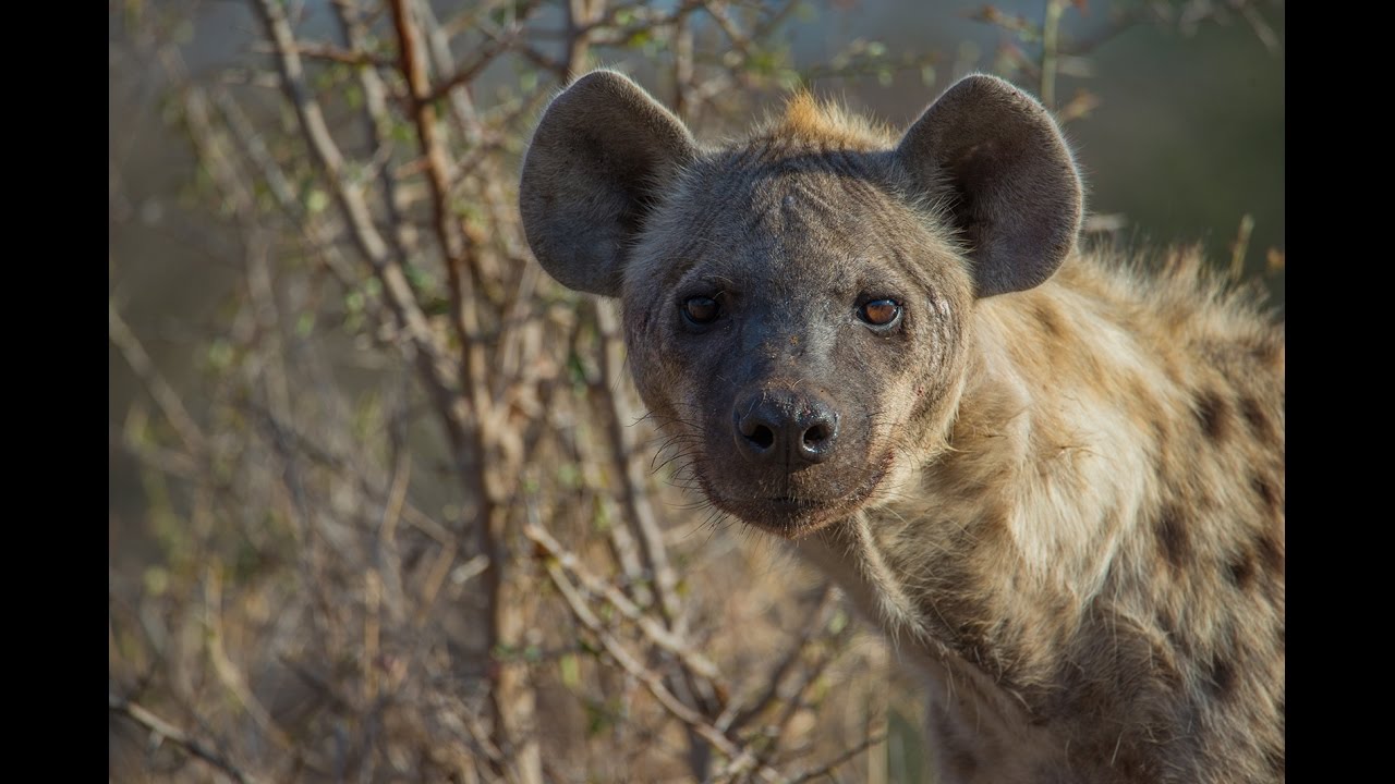 Hyena Scent Marking Territory - YouTube
