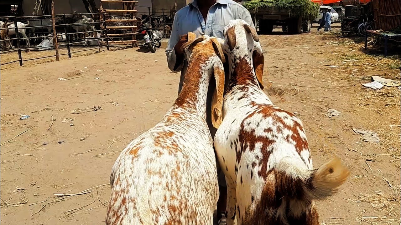 Bakro ki Latest Update - Bakra Eid 2021 Latest Rates by Bakra mandi ...