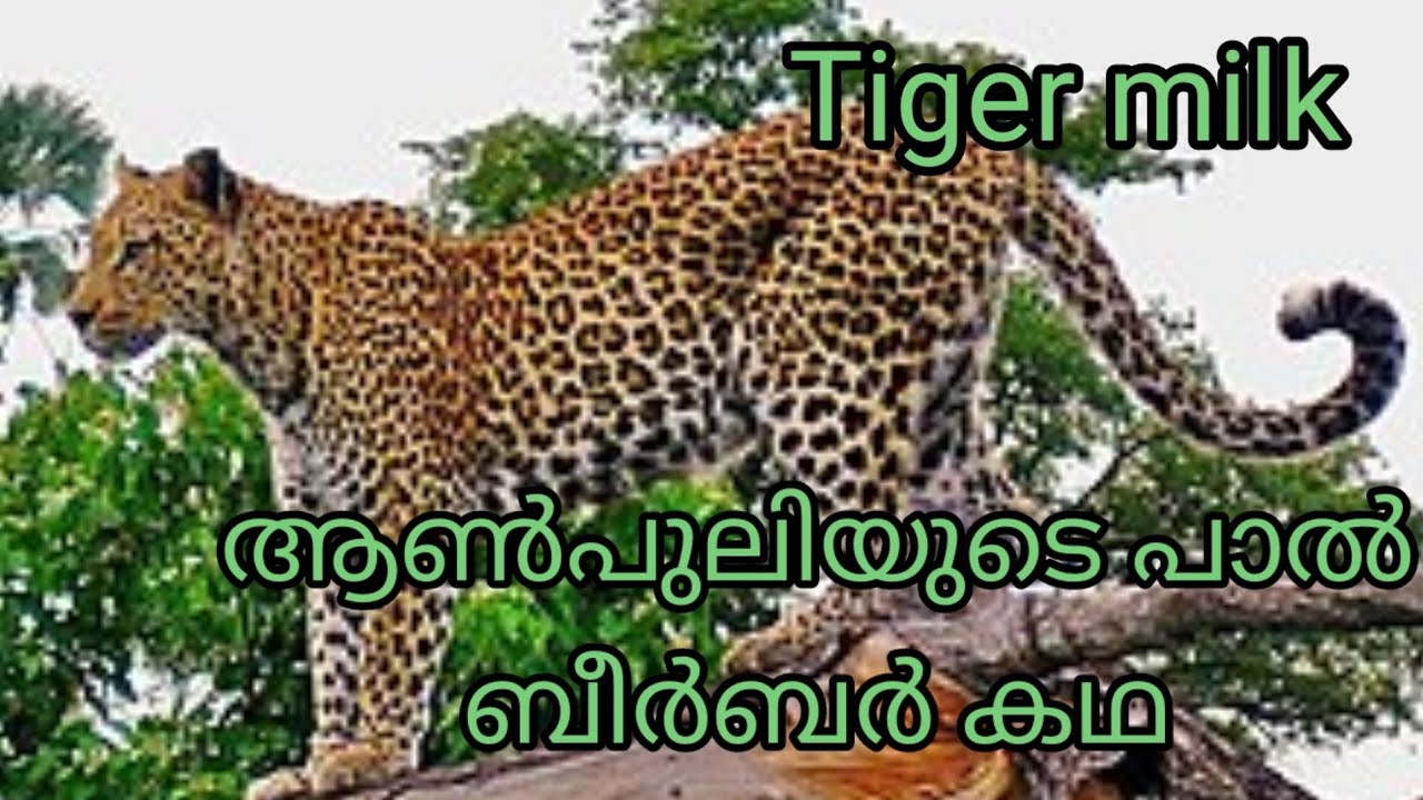 Malayalam kuttikadhakal Tiger milk മലയാളം കുട്ടിക്കഥകൾ പുലിപ്പാൽ - YouTube